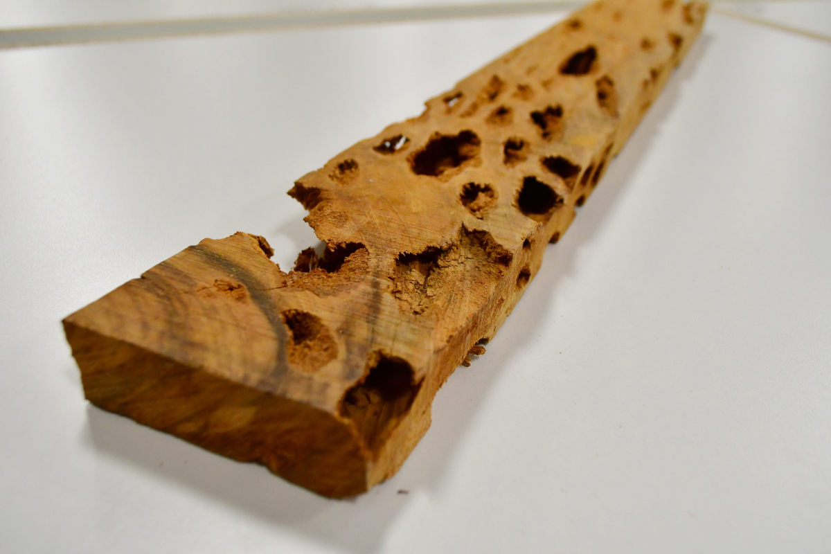 Wood of the Week - Pecky Cypress - DP Juza Woods + Fixtures